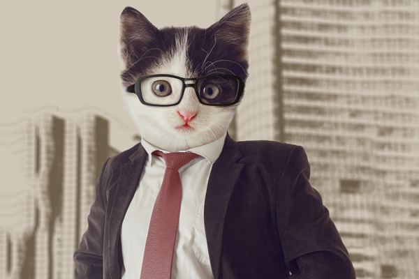 Could cat colleagues be the future of your office? | Compensation ...