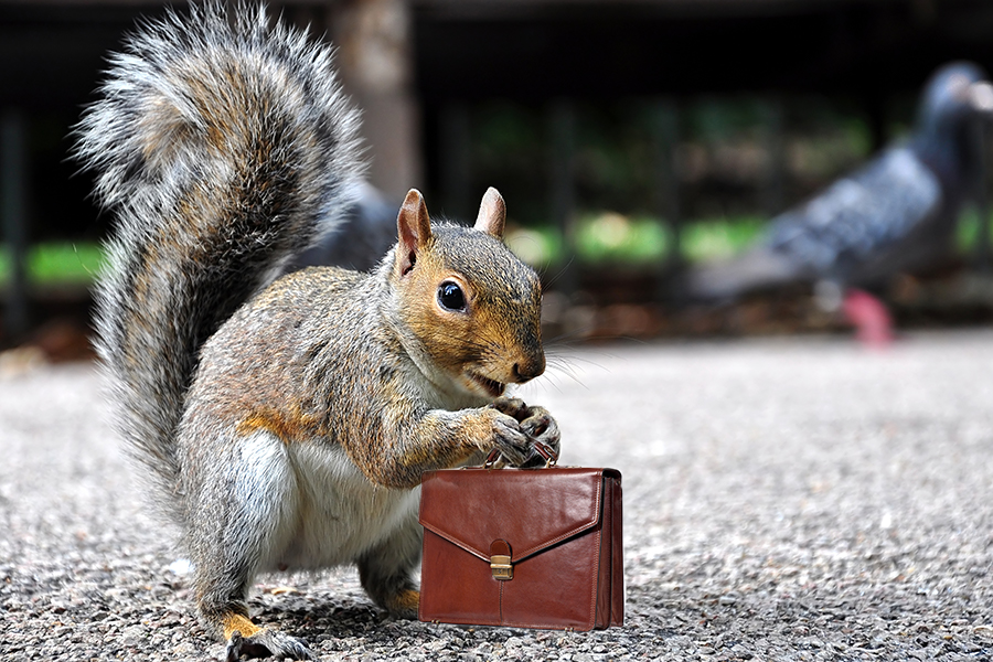 What can HR learn from problem-solving squirrels? | Organisational Development | HR Grapevine | News