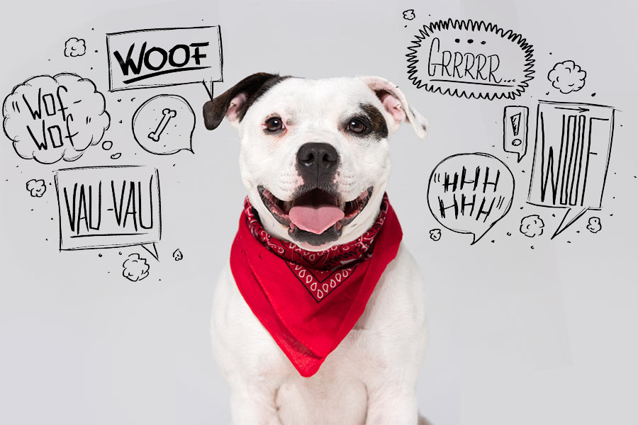 Ruff day? 'Bring your dog to work day' has staff smiling | Culture ...