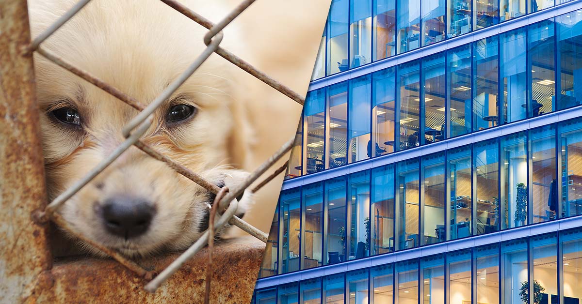 Unhinged CEO praises worker for having to sell family dog for return to ...