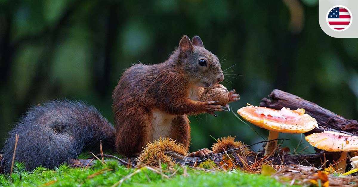 DEC lets staff work from home after death of social media star 'Peanut ...