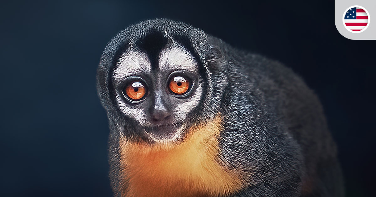 Could Starbucks have prevented drive-thru monkey attack on employee ...